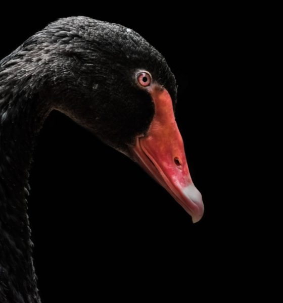 Business Entrepreneur News - The American Genius